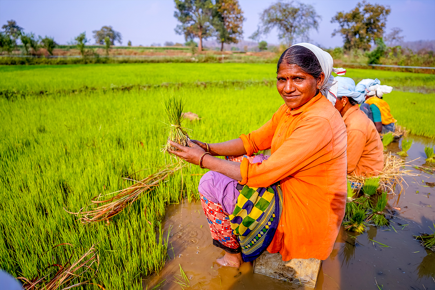 The ‘Dhan’ Solution: AWD in Maharashtra for Sustainable Rice Cultivation